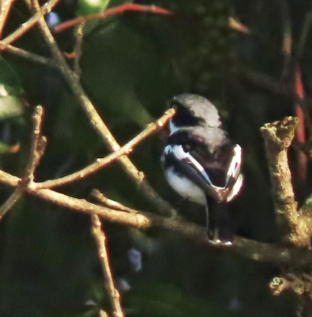 BeKZN Walk…New Germany Nature Reserve. – BirdLife eThekwini KZN