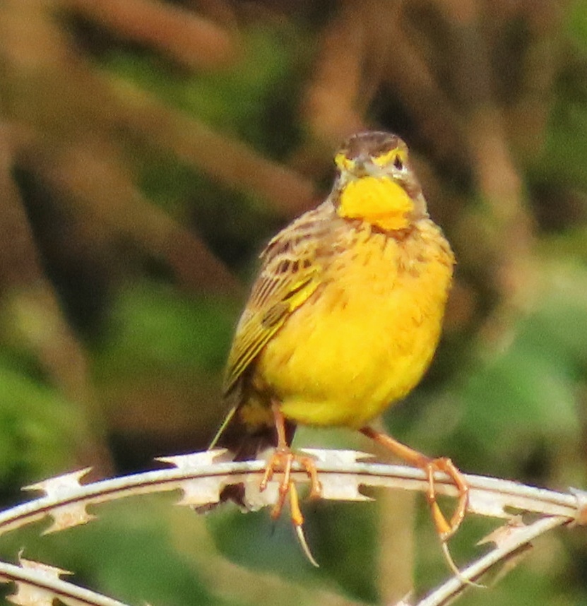 BeKZN Walk…New Germany Nature Reserve. – BirdLife eThekwini KZN