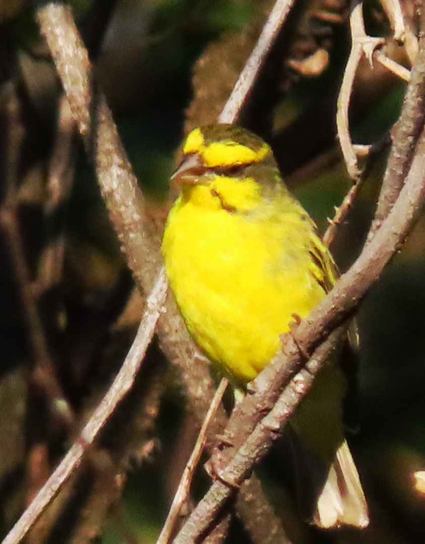 BeKZN Walk…New Germany Nature Reserve. – BirdLife eThekwini KZN