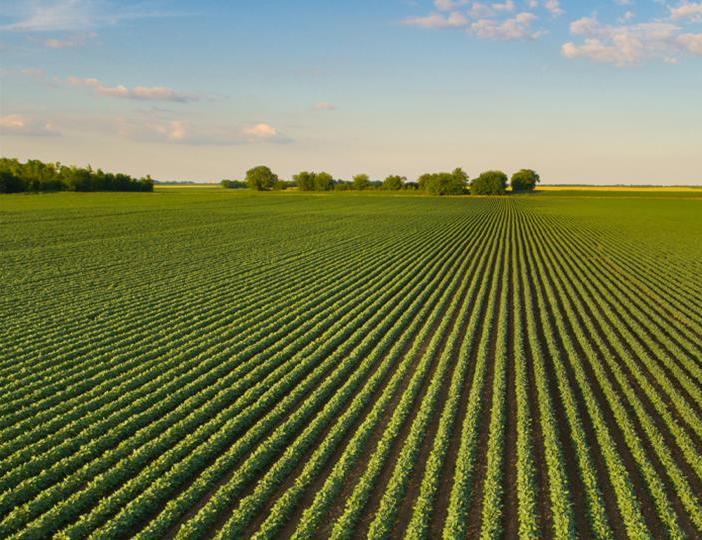 Crop Progress Pressures Grain Futures Prices - Blue Line Futures