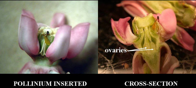 Milkweed Pollination | Butterfly Gardening