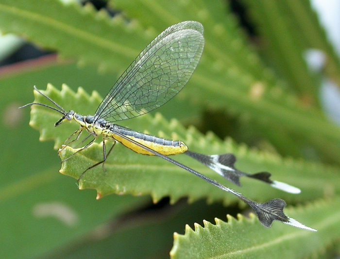 Neuroptera2015