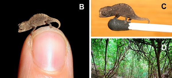 Tiny, adorable lizard is tiny, adorable - Boing Boing