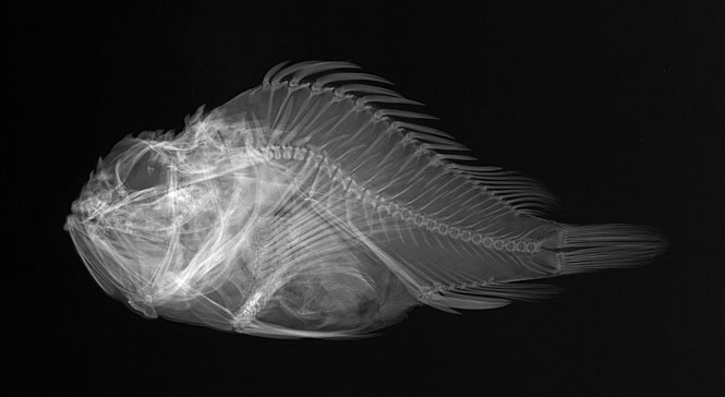 X-Ray of a scorpion fish - Boing Boing