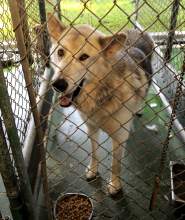 Condemned wolf-dog's sentence commuted to life as prison guard - Boing ...