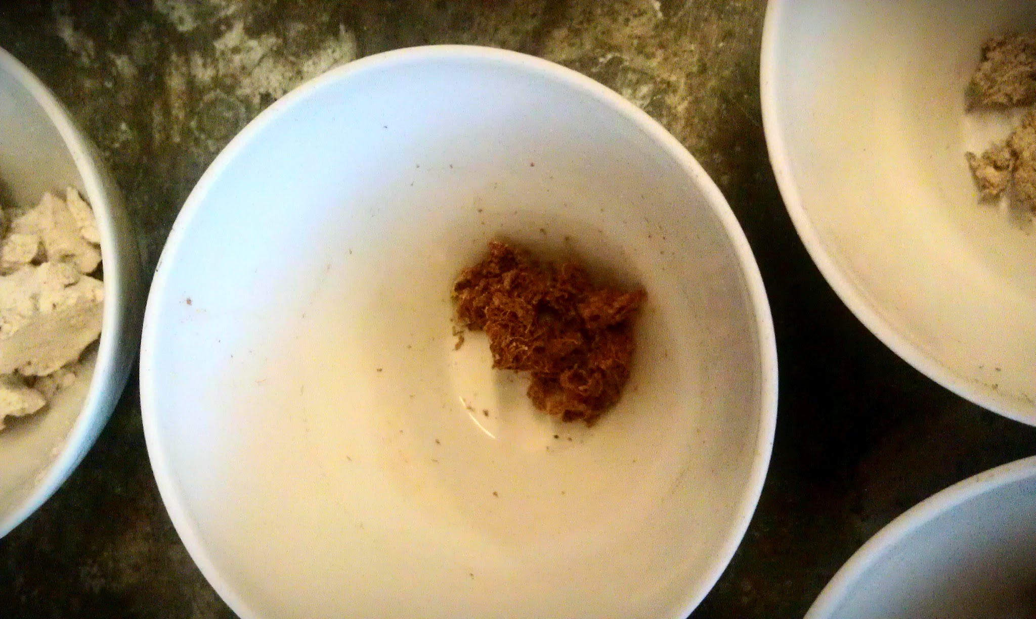 The secret world of swamp mud - Boing Boing