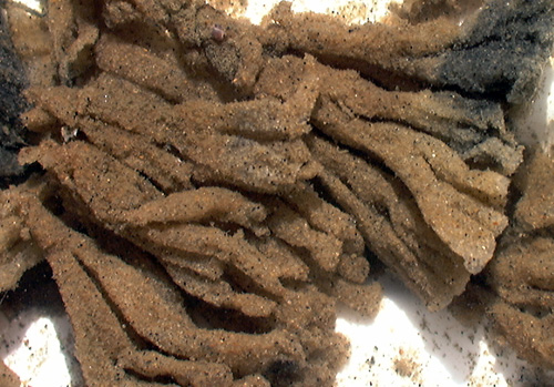 The wonder of small things - Boing Boing