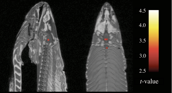 What a dead fish can teach you about neuroscience and statistics ...