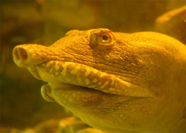 This turtle pees through its mouth | Boing Boing