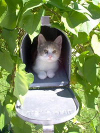 Proposal: cats could deliver mail | Boing Boing