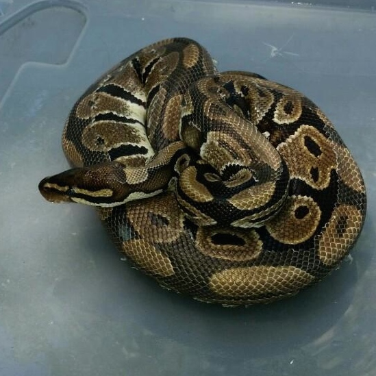 Couple surprised to find 3-foot-long ball python hiding in couch ...