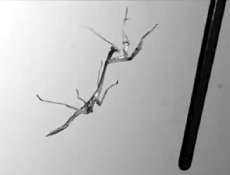 Mezmerizing slo-mo of young praying mantises in action | Boing Boing