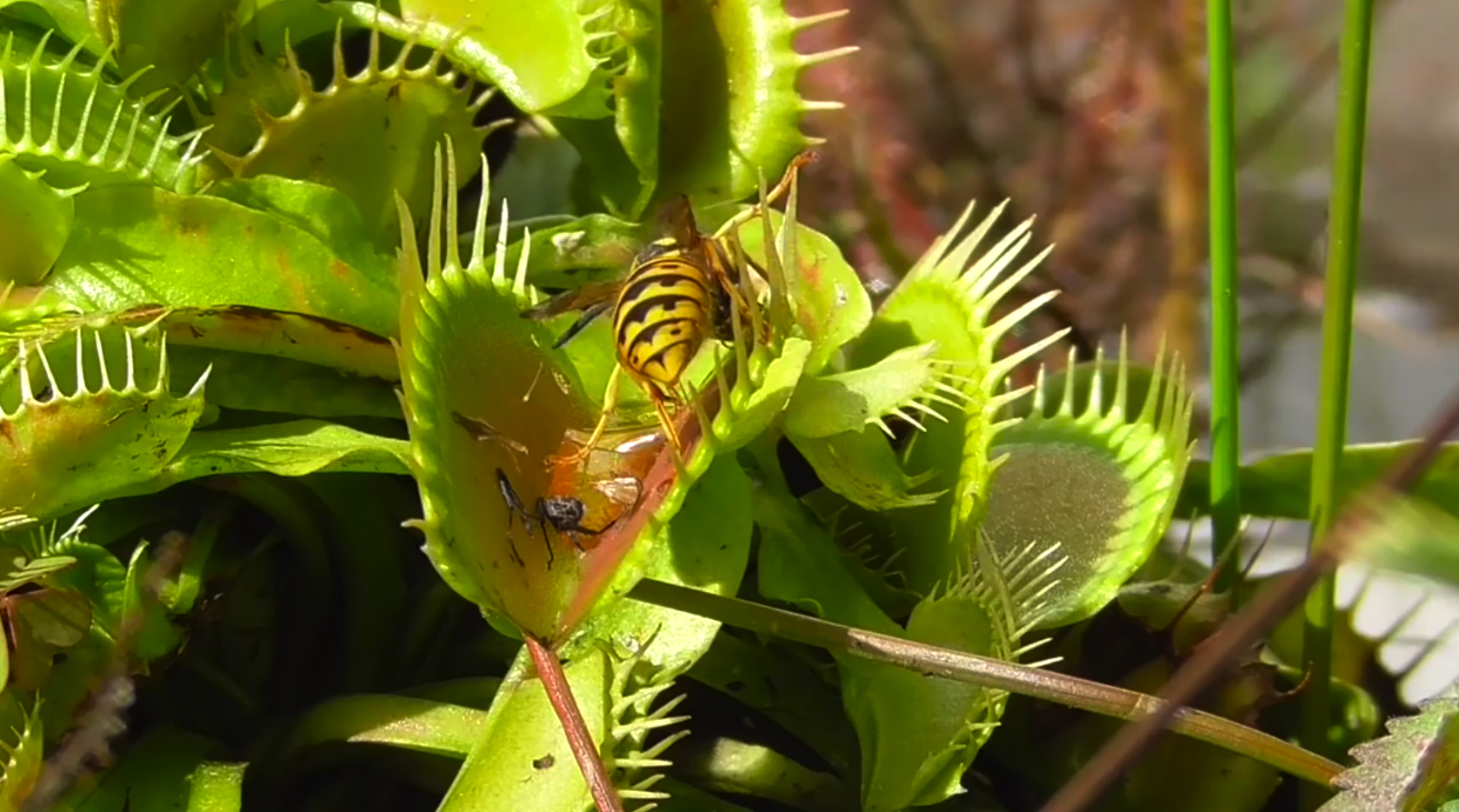 Venus flytrap devours wasps | Boing Boing