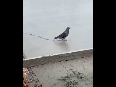 Watch this pigeon enjoy fresh cement - Boing Boing