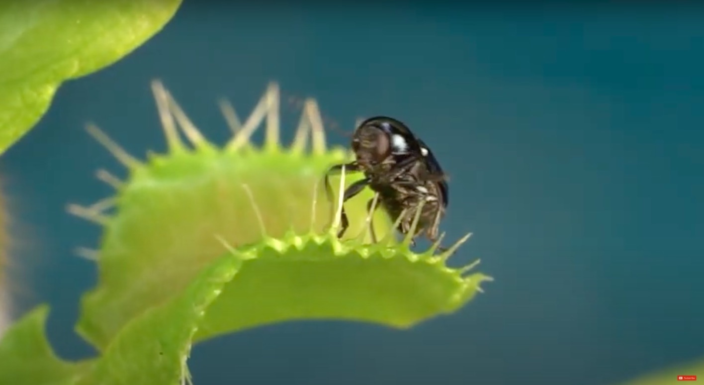 Watch unsuspecting creatures fall prey to a Venus flytrap in this gorgeous, time-lapse video ...