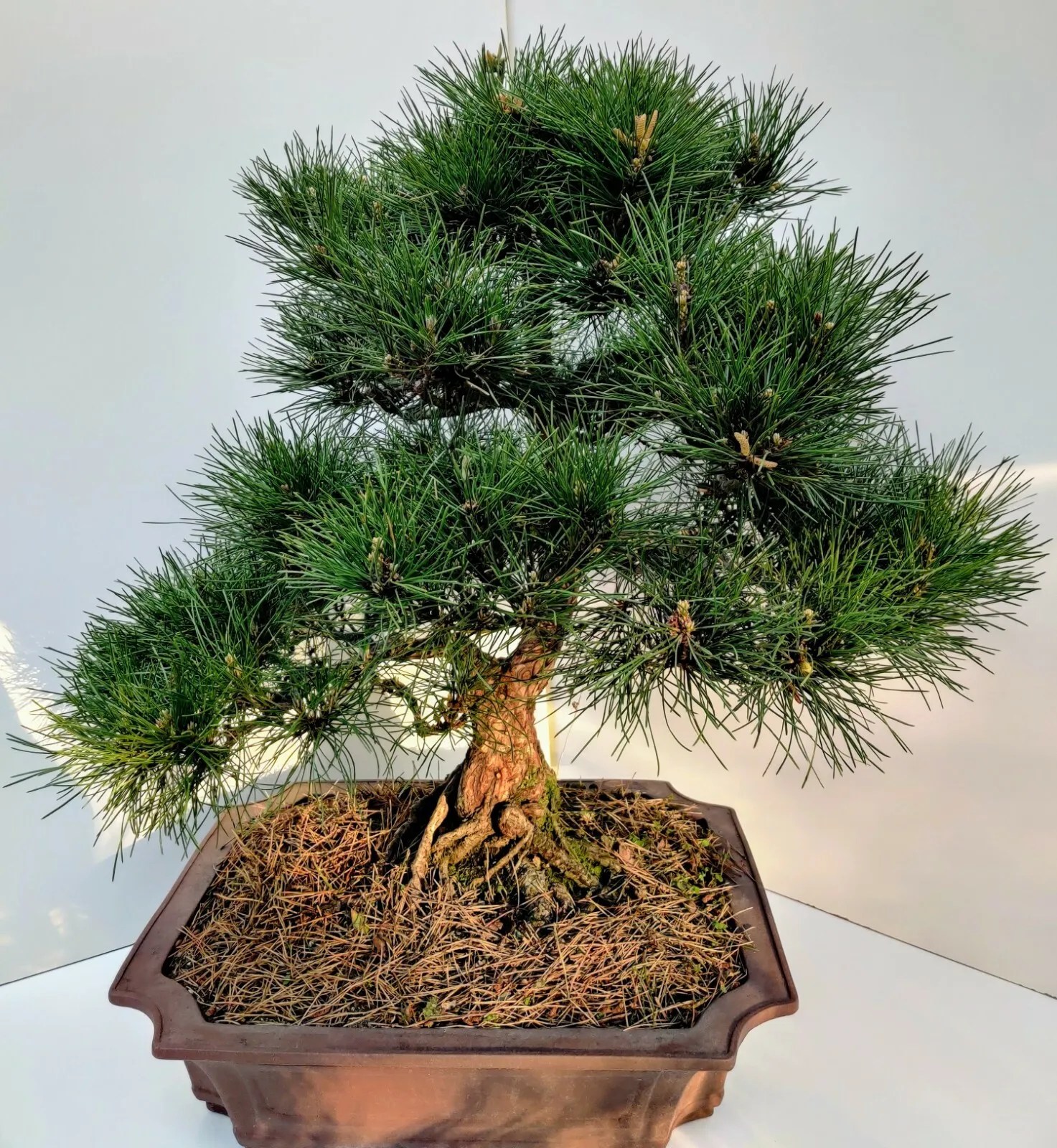 Japanese Black Pine Bonsai How To Grow And Care For Japanese Black