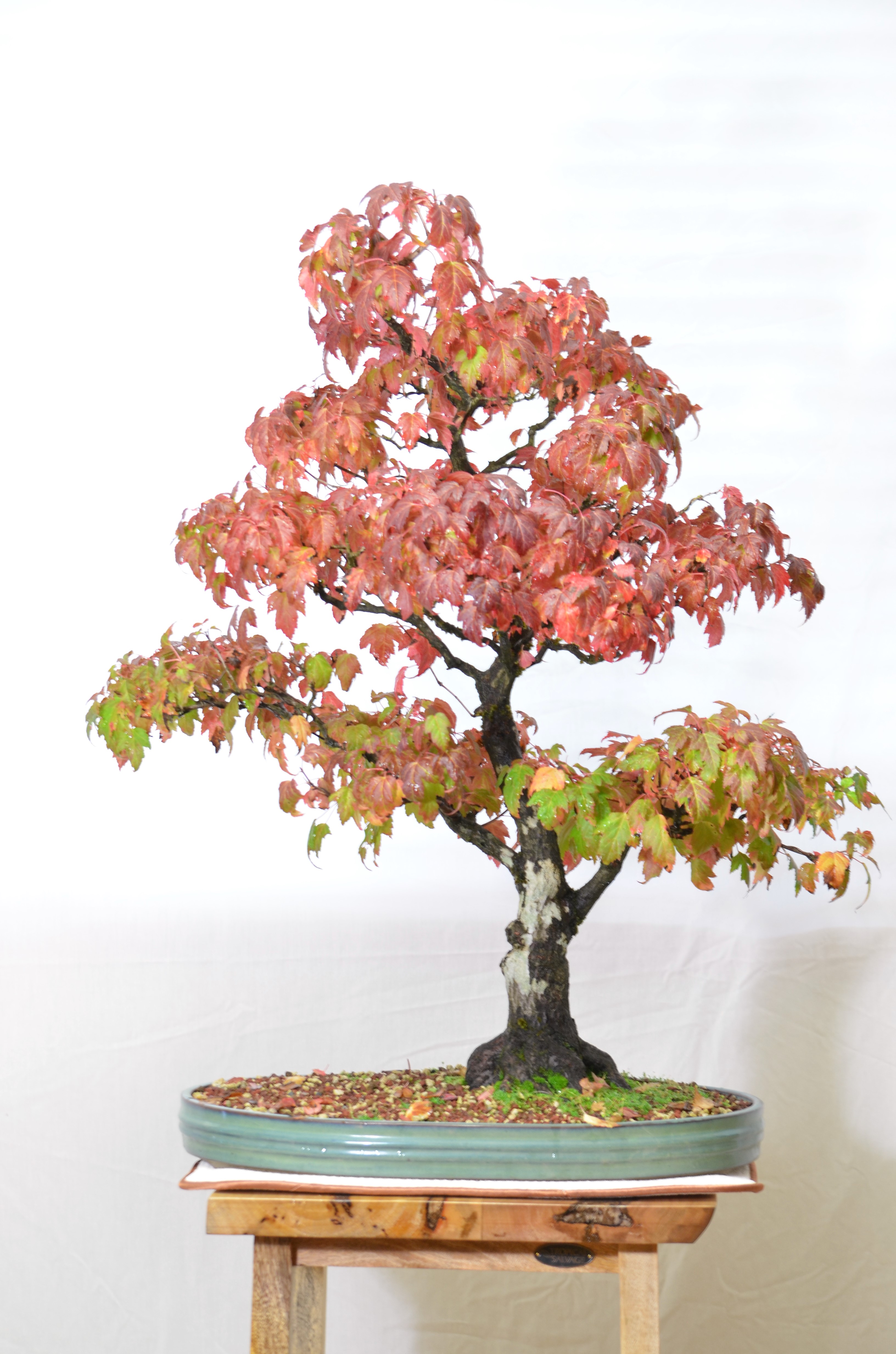 GALLERY – BONSAIKO