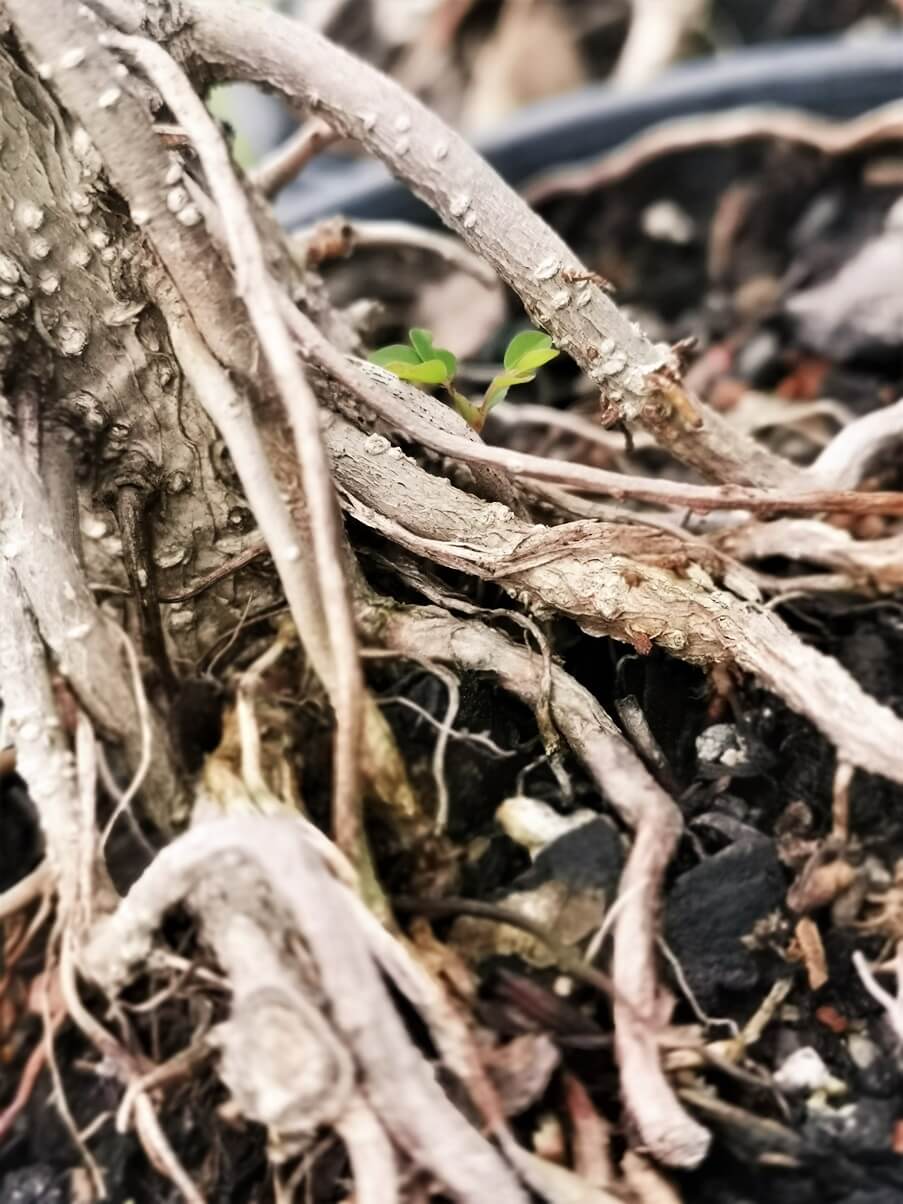 Ficus Authentic Bonsai Tree - "Komono" Kit | Buy Bonsai