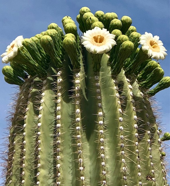Prehistoric Adventure Ends With Pancakes! – Boone Appétit