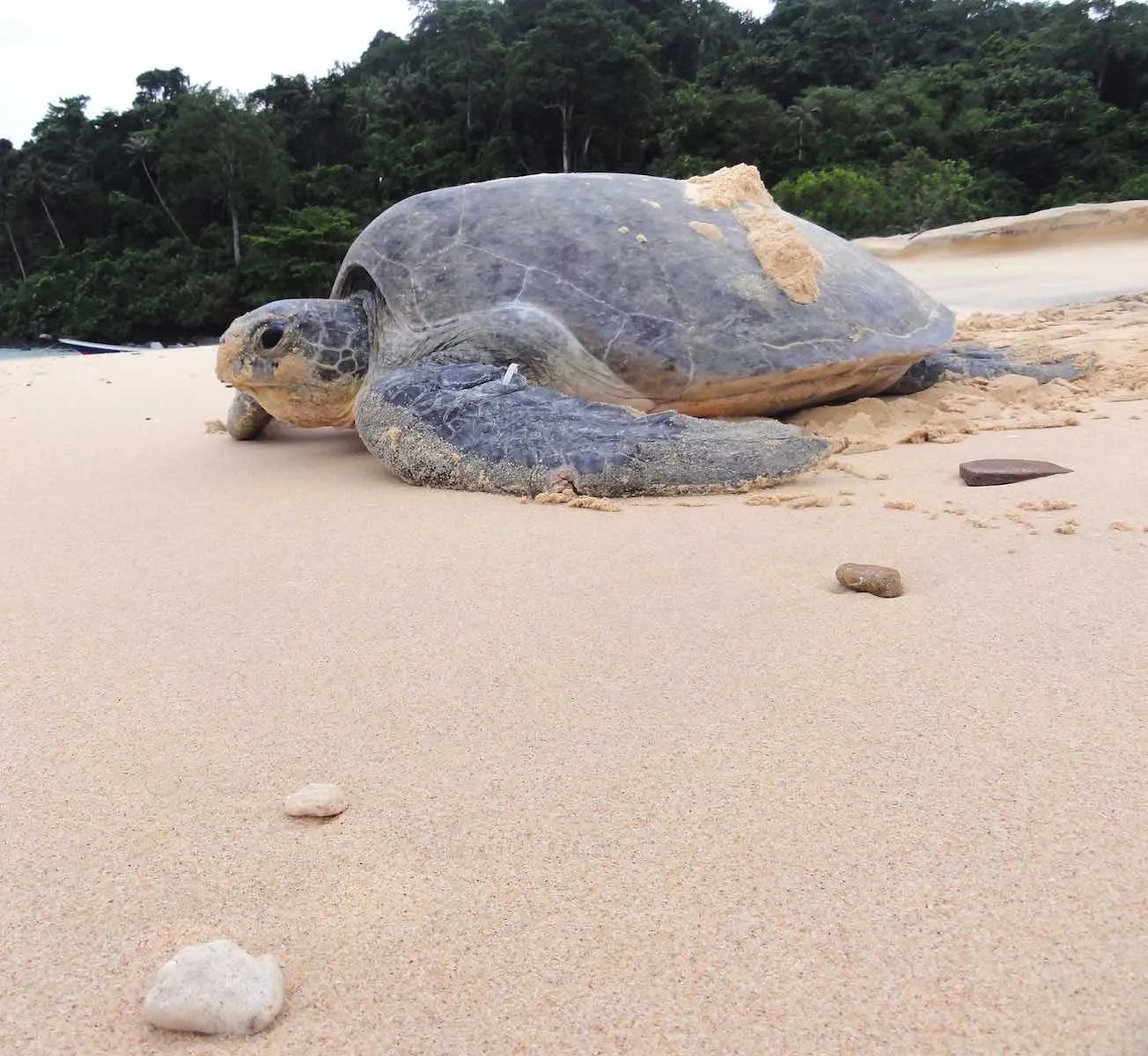 Talang Talang Islands - Sarawak's most important turtle sanctuary