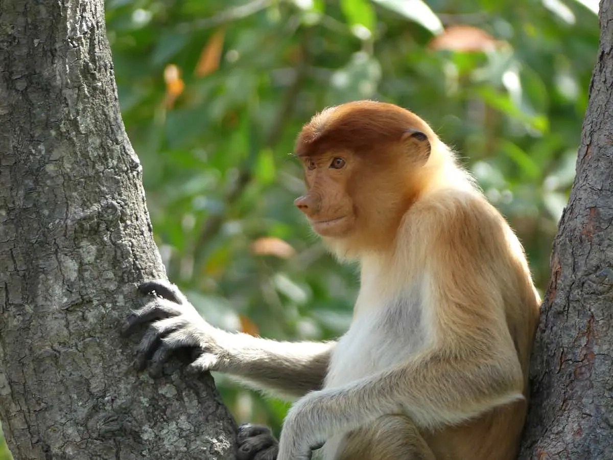 Proboscis Monkey - Facts, Photos & Video