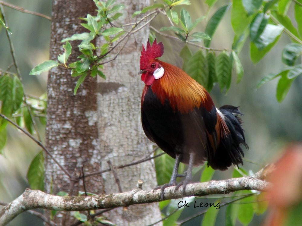 Red Junglefowl | Borneo Birds