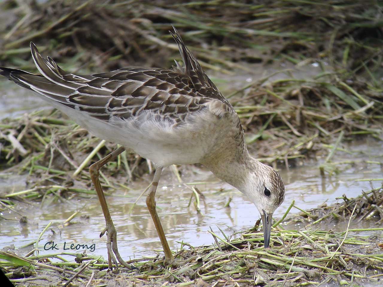 Ruff by Ck Leong | Borneo Birds