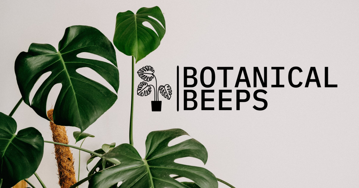 Botanical Beeps - Houseplant Care for People With Houseplants