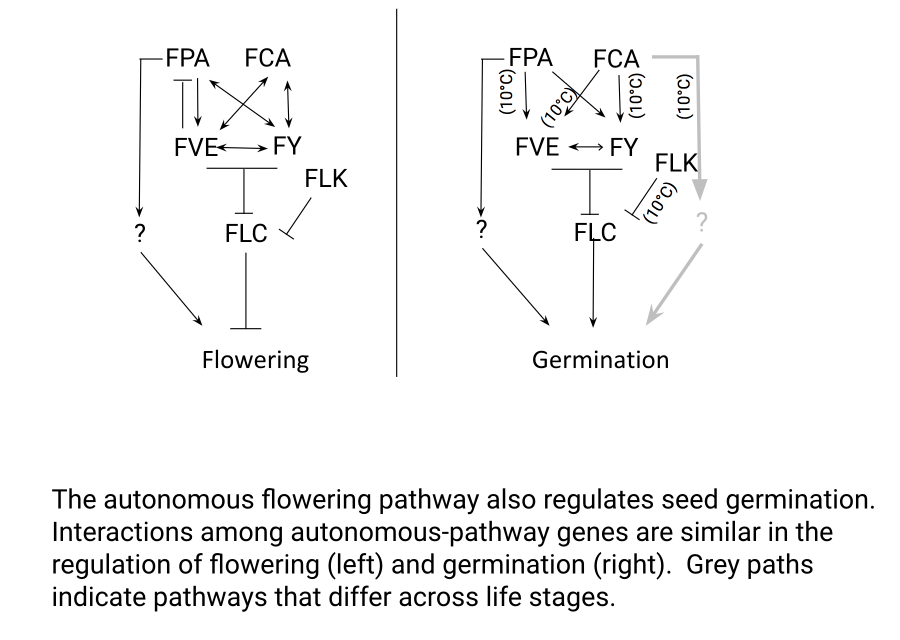 The autonomous flowering-time pathway pleiotropically regulates seed ...