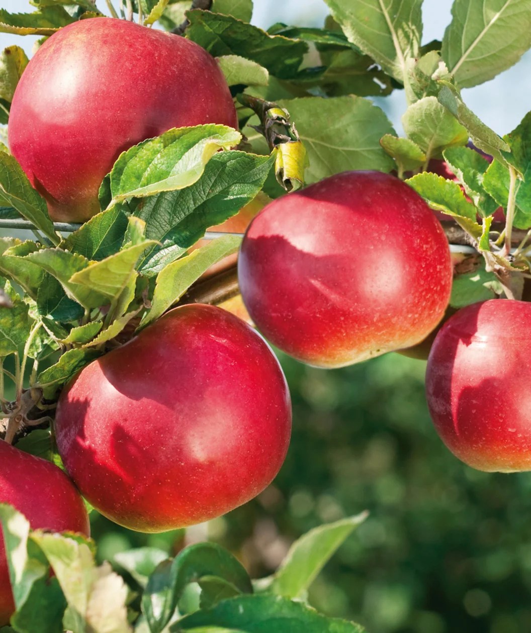 Mcintosh Apple Tree