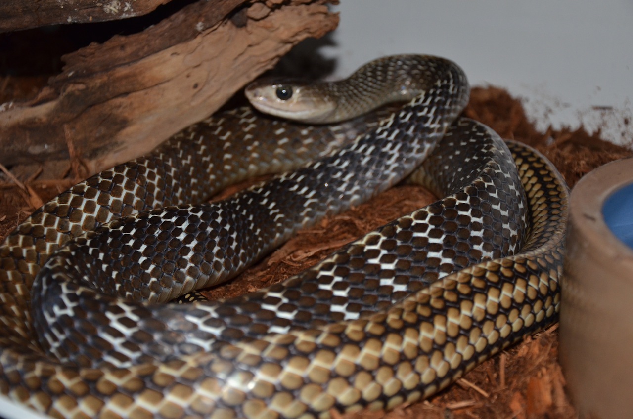 Colubrids - DM EXOTICS