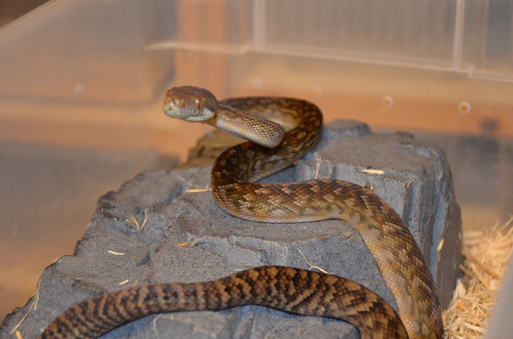 Pythons - DM EXOTICS