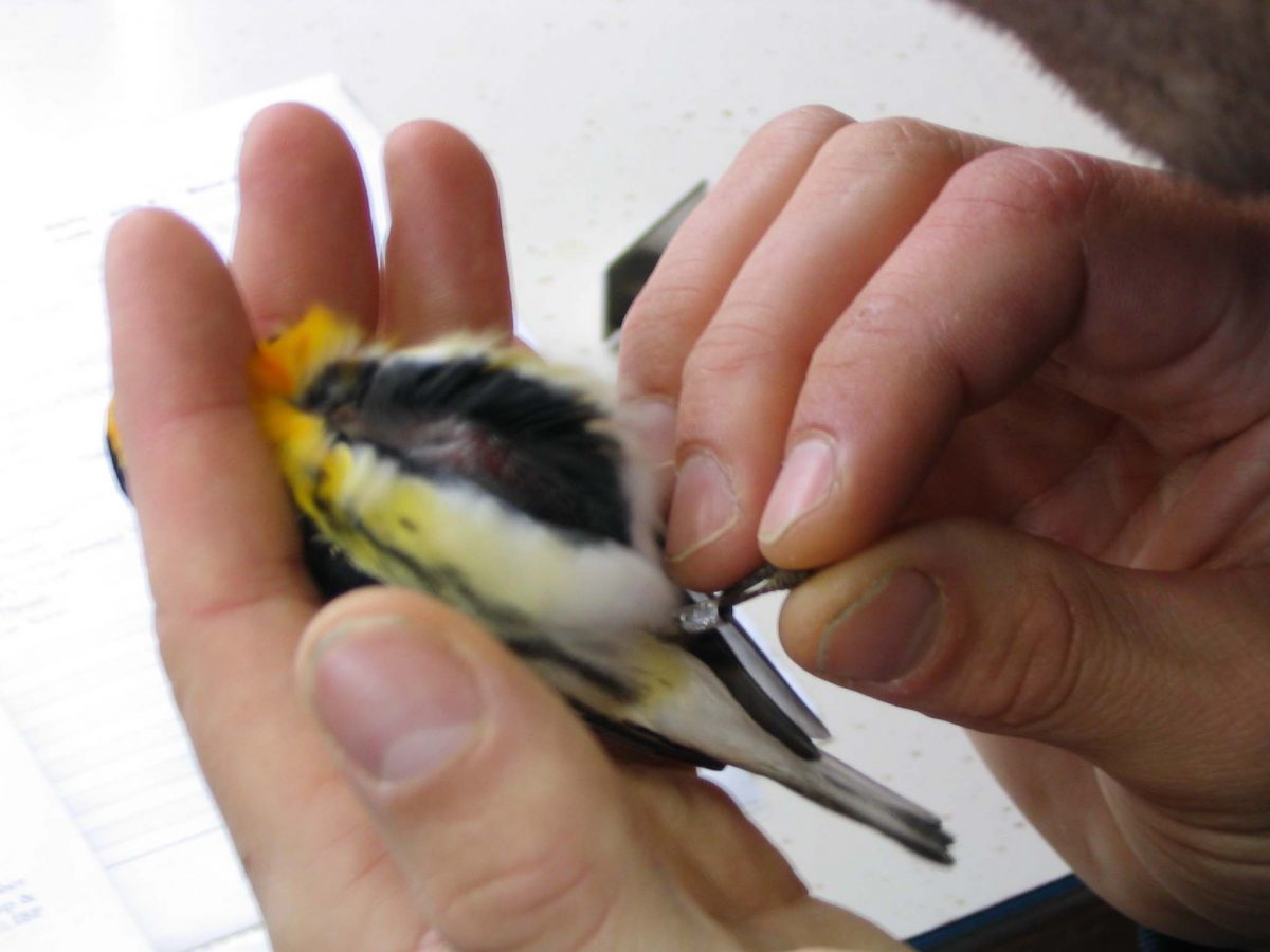 Bird Banding & Migration Monitoring at CHRS (click here) - Bruce ...