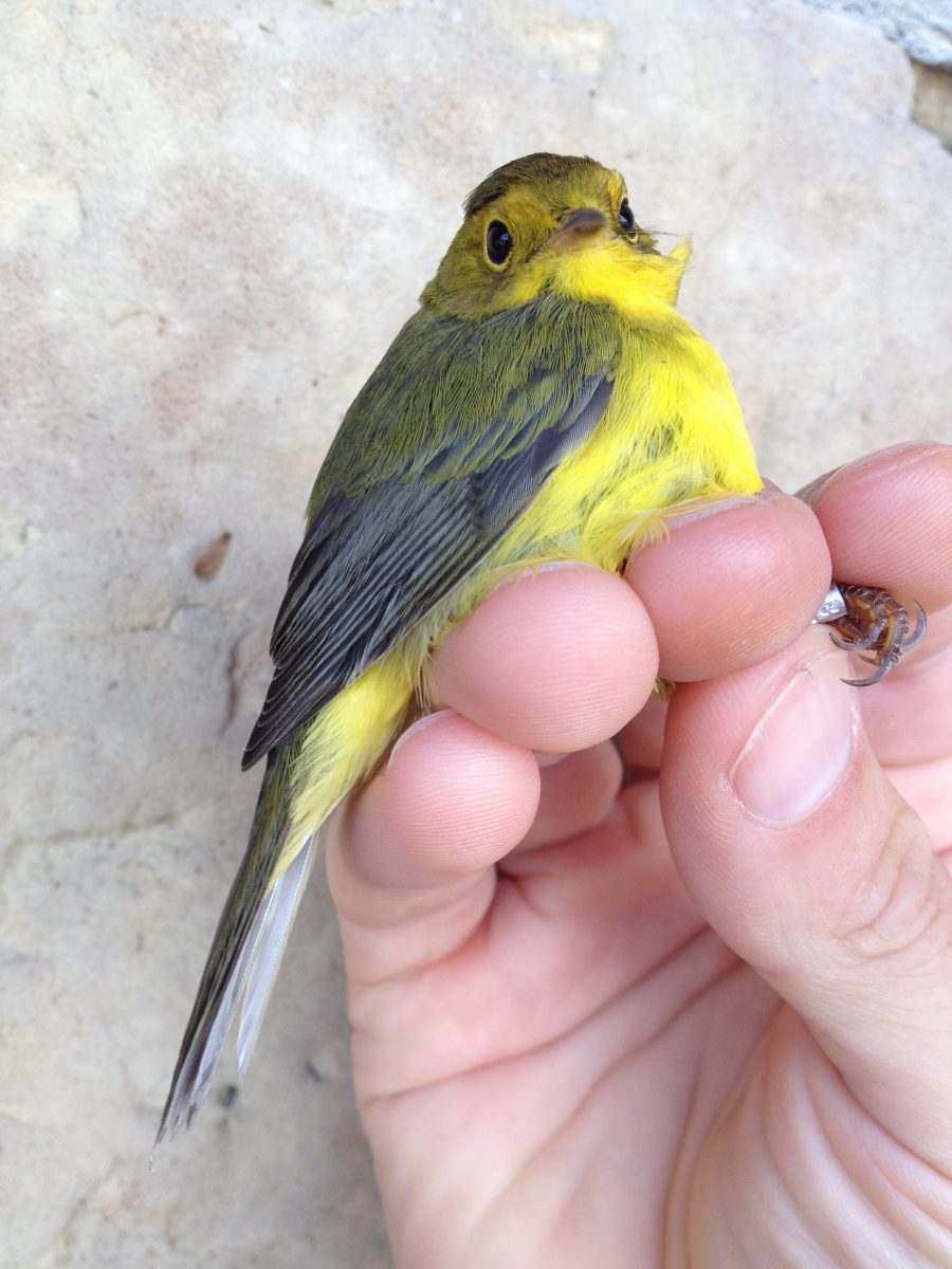 Pictures - Bruce Peninsula Bird Observatory
