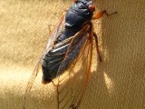 Cicadas Backyard And Beyond