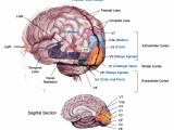 Brainmind