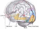 Occipital Lobe Function Occipital Lobe And Clinical Effects Of Its