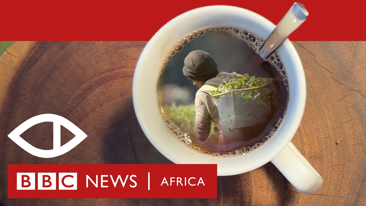 VIDEO: BBC Africa Exposes Sexual Exploitation On Tea Farms In Kenya