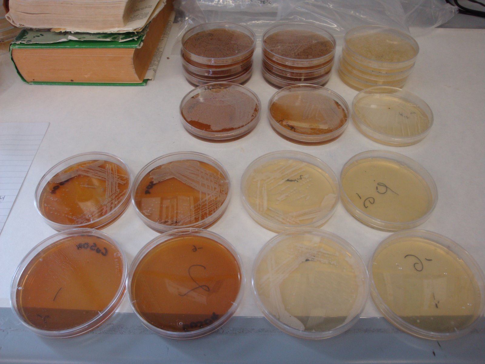 One Brett So Many Plates | The Brettanomyces Project