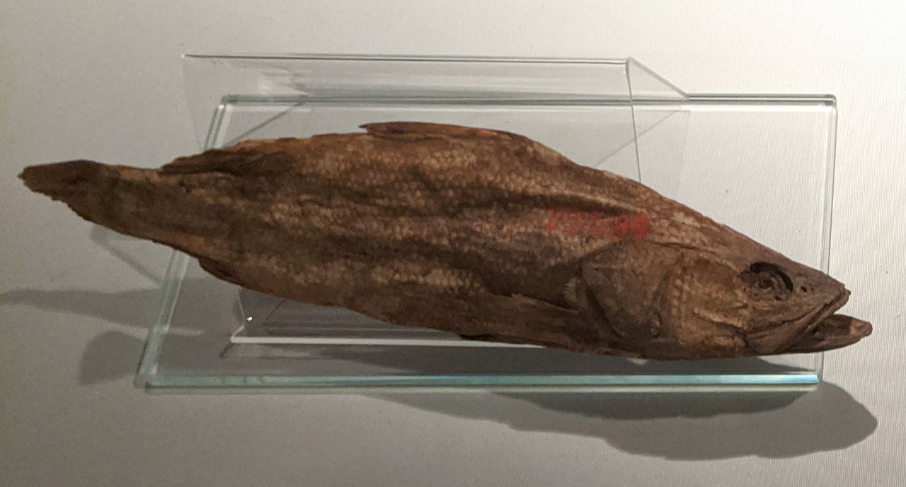 Are You My Mummy? - Bridges to the Bible