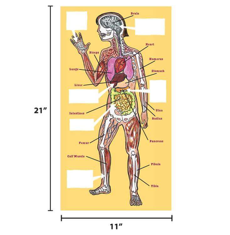 Human Body Lab – Bright Isle