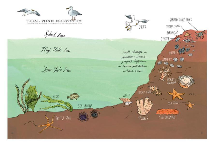 Ocean Anatomy: The Curious Parts & Pieces of the World under the Sea ...