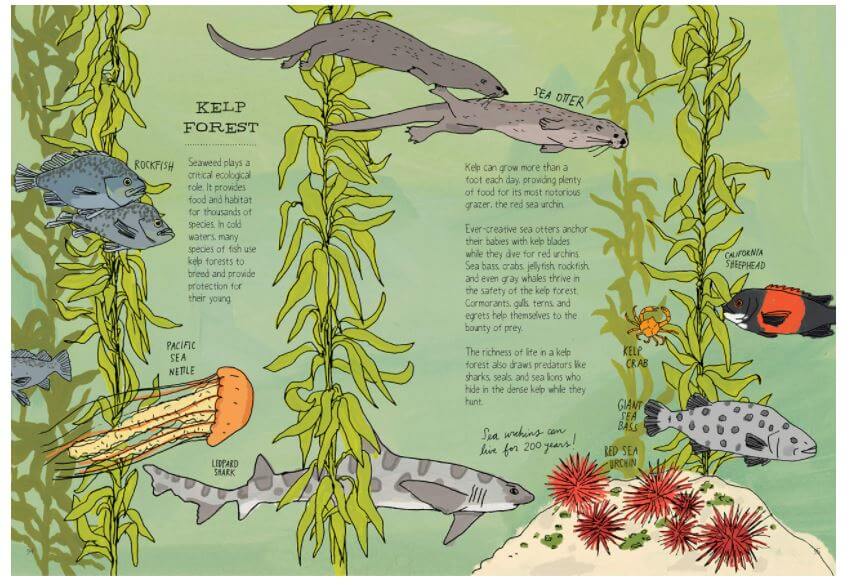 Ocean Anatomy: The Curious Parts & Pieces of the World under the Sea ...