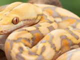 13 Foot Python Feeding On Cats Terrorizing Oklahoma Trailer Park