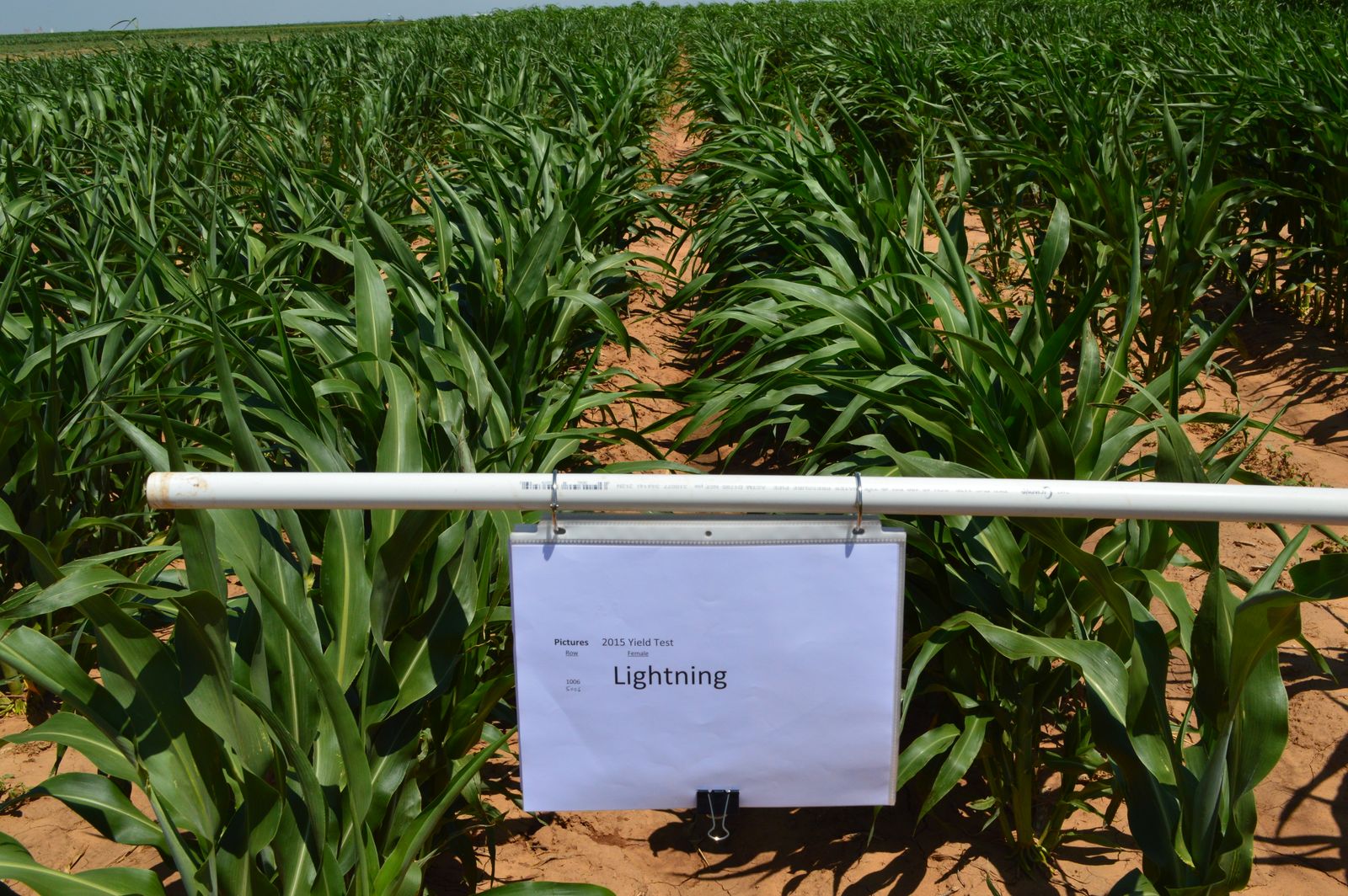Lightning - Hybrid Grain Sorghum - Browning Seed