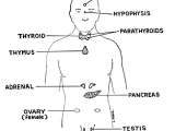 Endocrine System Flow Chart Hormones And Their Functions Table