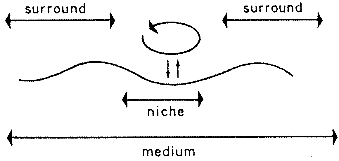The origin of species by means of natural drift | HUMBERTO MATURANA ...