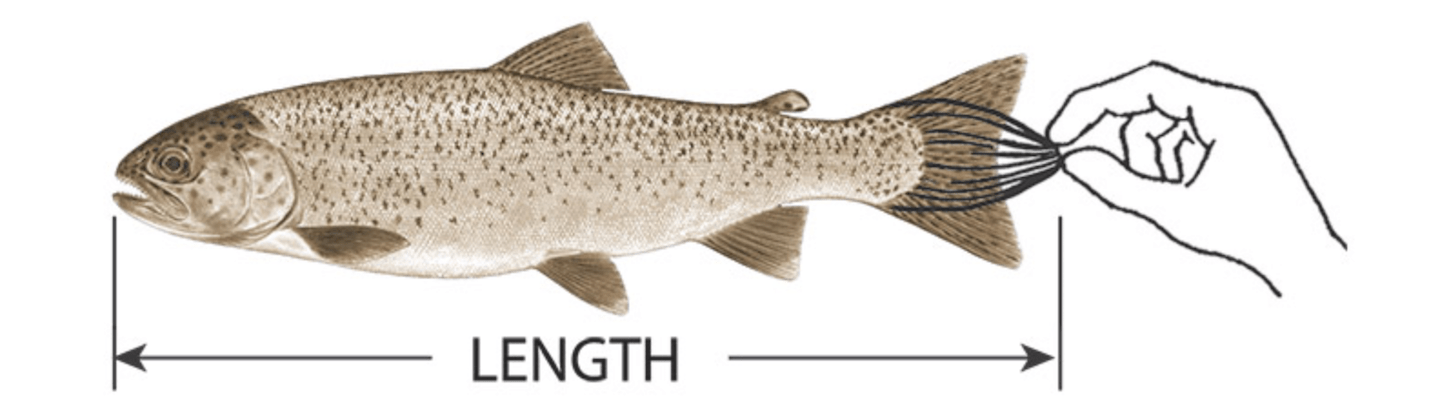 Anglers across Wyoming are catching trophy-sized fish, and lots of them