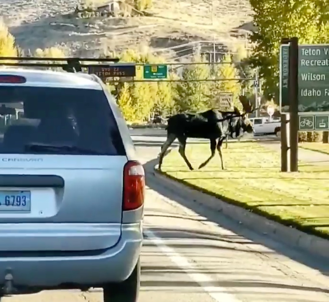 Bull Moose on Broadway