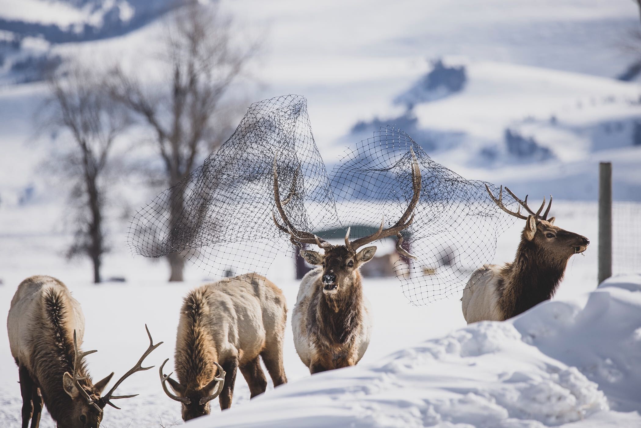 Snapped Bull Elk S Antlers Tangled In Fencing